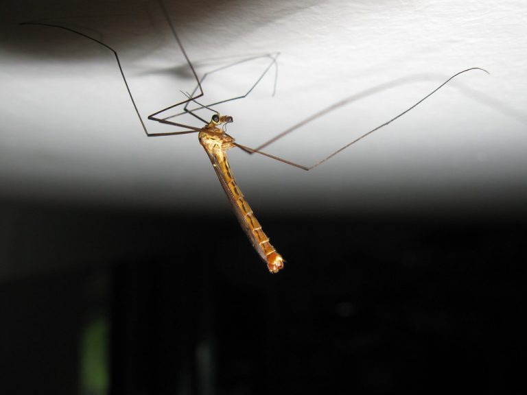 Controlling Crane Fly Infestations – Home And Farm Sense – Advice on ...